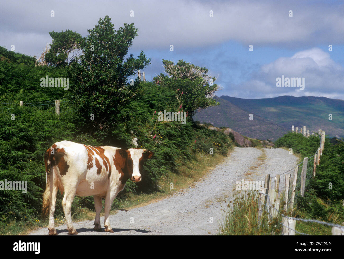 Cow stopped in road in Cork, Ireland Stock Photo - Alamy