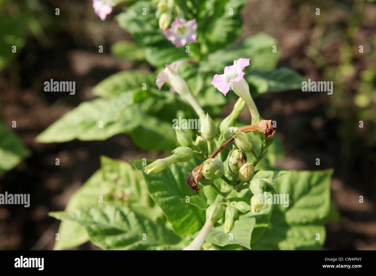 Tobacco effects hi-res stock photography and images - Alamy