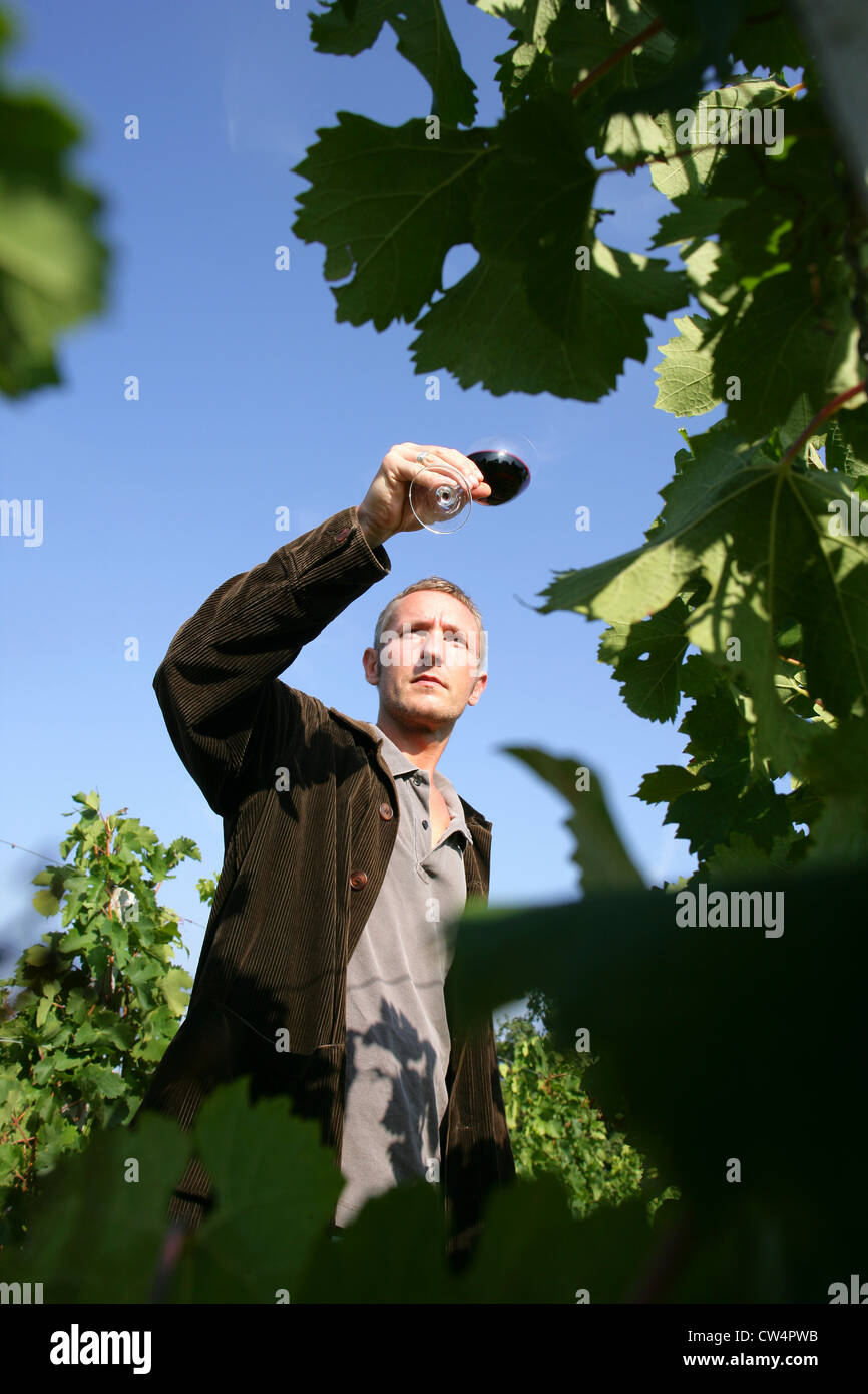 man walking in a vineyard and testing wine Stock Photo - Alamy