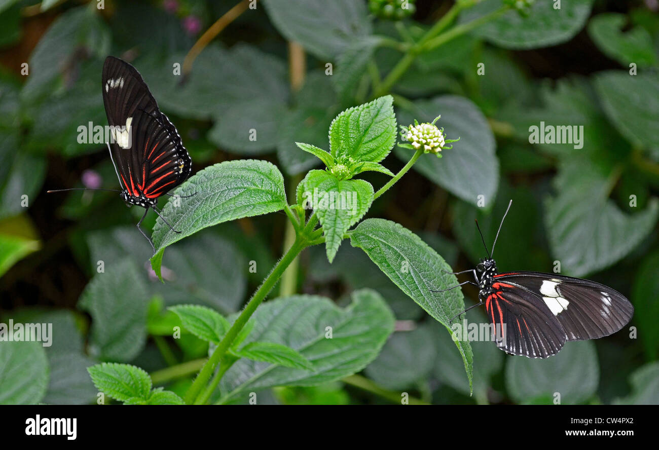 Postman butterflies hi-res stock photography and images - Alamy