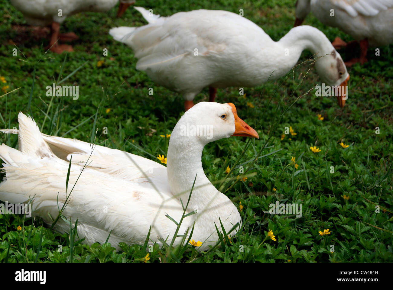Sick duck hi-res stock photography and images - Alamy