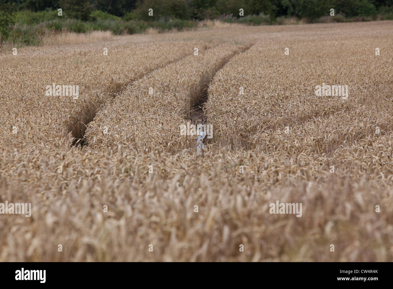 Waterlogged wheat field after excessive summer rainfall 2012 Stock ...