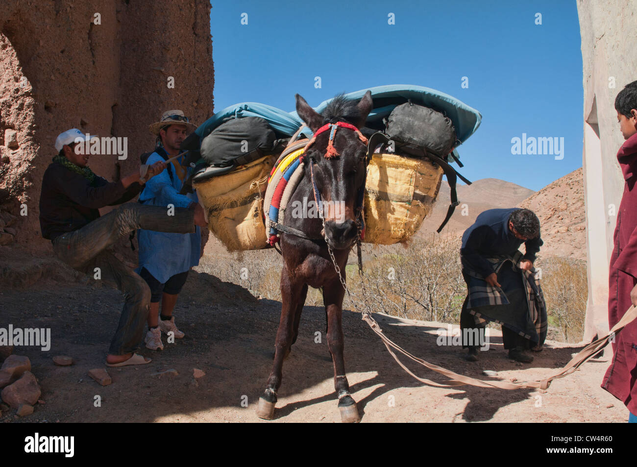 mule trekking in the Southern Atlas Mountains, Morocco Stock Photo - Alamy