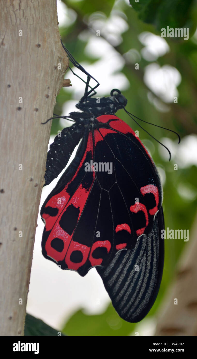 Scarlet Swallowtail Butterfly Stock Photo - Alamy