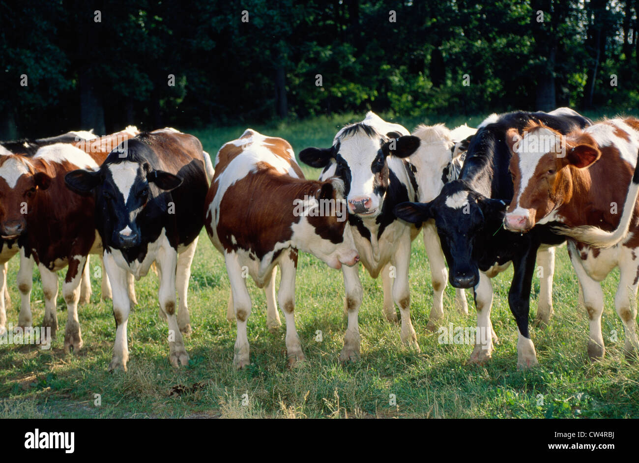 Holstein friesians dairy cow herd hi-res stock photography and images ...