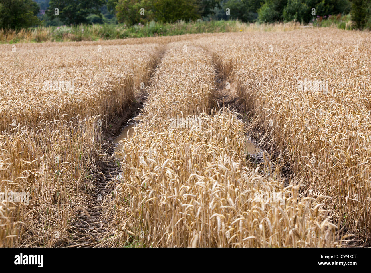 Waterlogged wheat field after excessive summer rainfall 2012 Stock ...