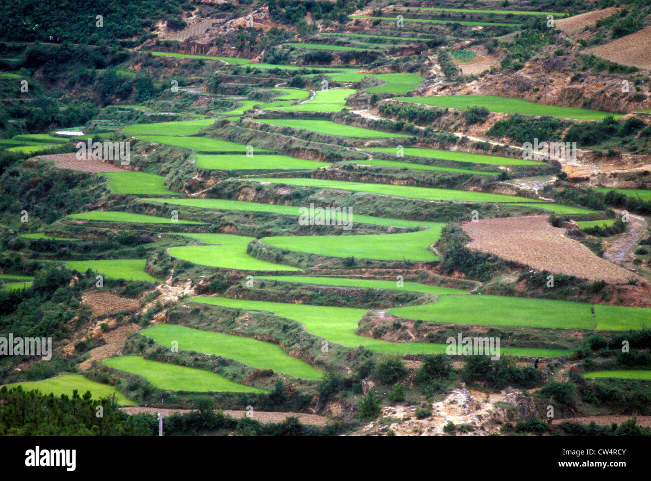 Terraced rice fields in Dali, Yunnan Province, People's Republic of ...