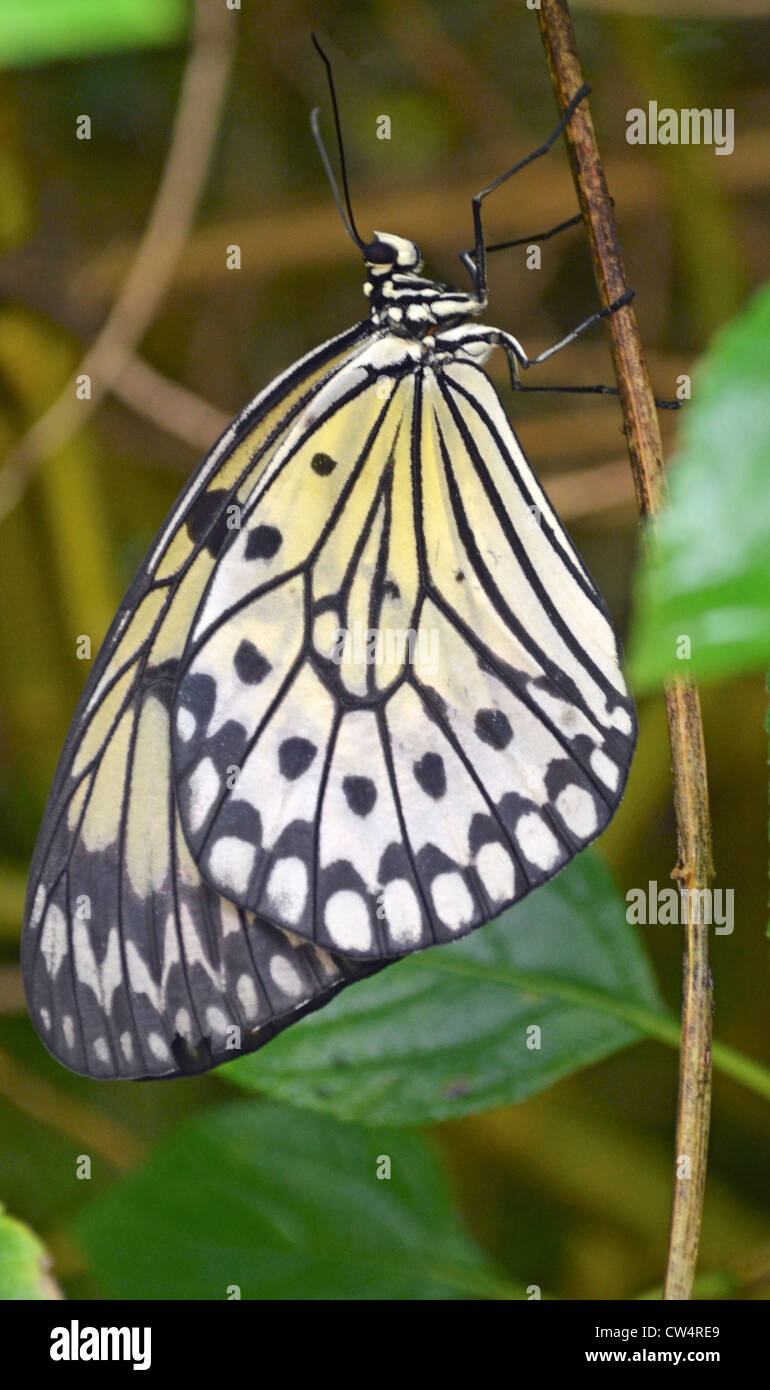 Tree Nymph Butterfly Stock Photo - Alamy