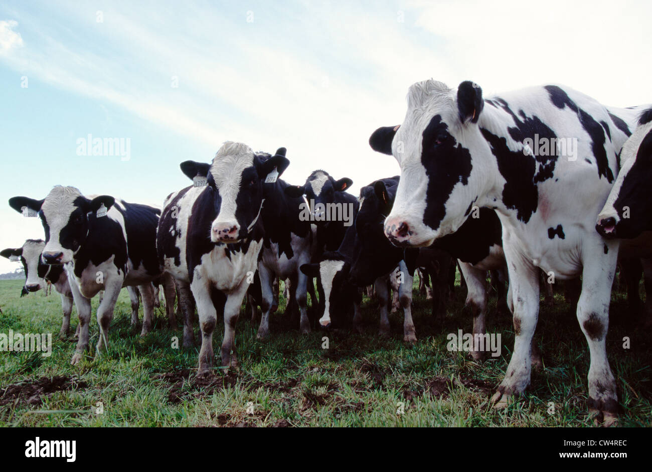 HOLSTEIN DAIRY COWS IN PASTURE / CALIFORNIA Stock Photo - Alamy