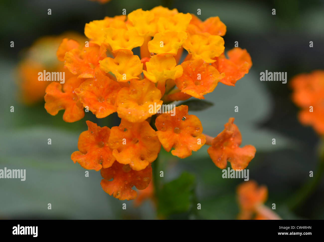 Tiny Orange Flowers Stock Photo - Alamy