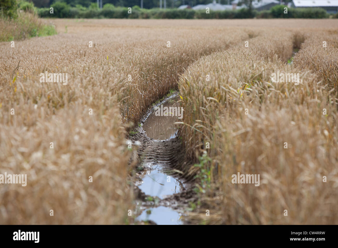 Waterlogged crops hi-res stock photography and images - Alamy