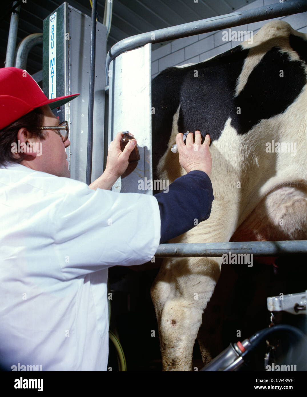 FARMER GIVING COW AN INJECTION / PENNSYLVANIA Stock Photo - Alamy