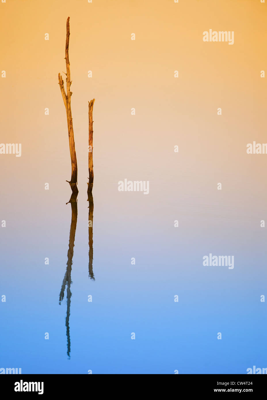 Tree limbs reflecting in water hi-res stock photography and images - Alamy