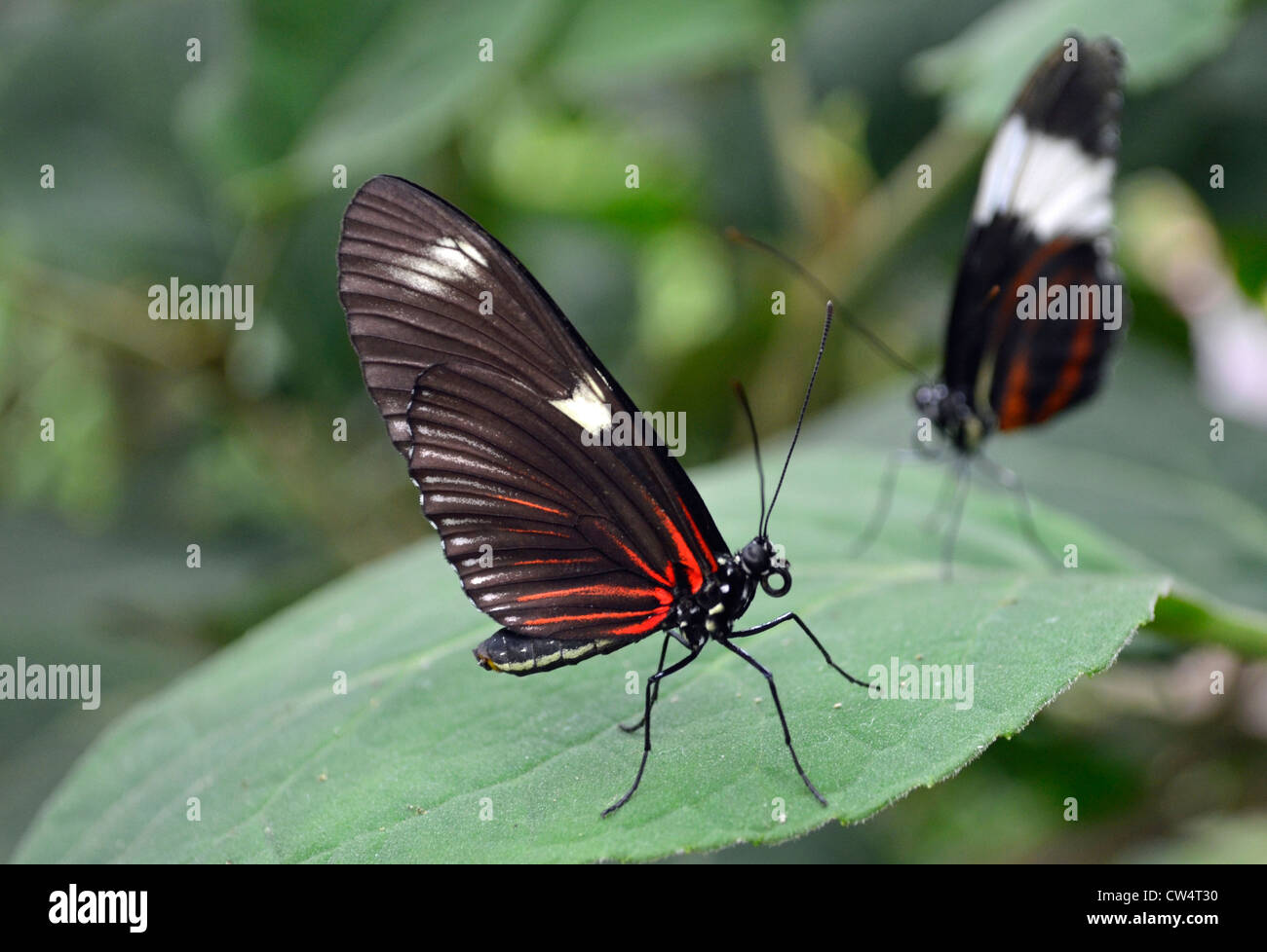 Postman butterflies hi-res stock photography and images - Alamy
