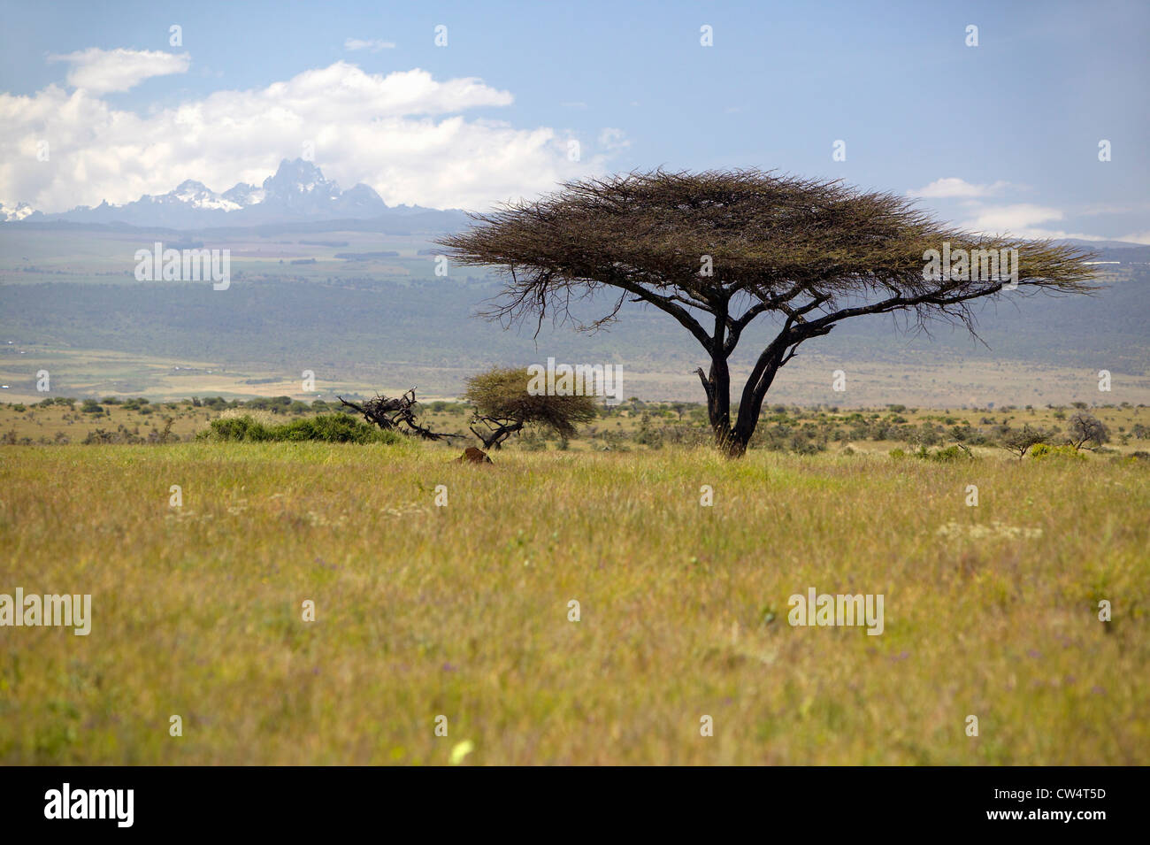 Lone Acacia Tree with Mount Kenya in background from Lewa Conservancy ...