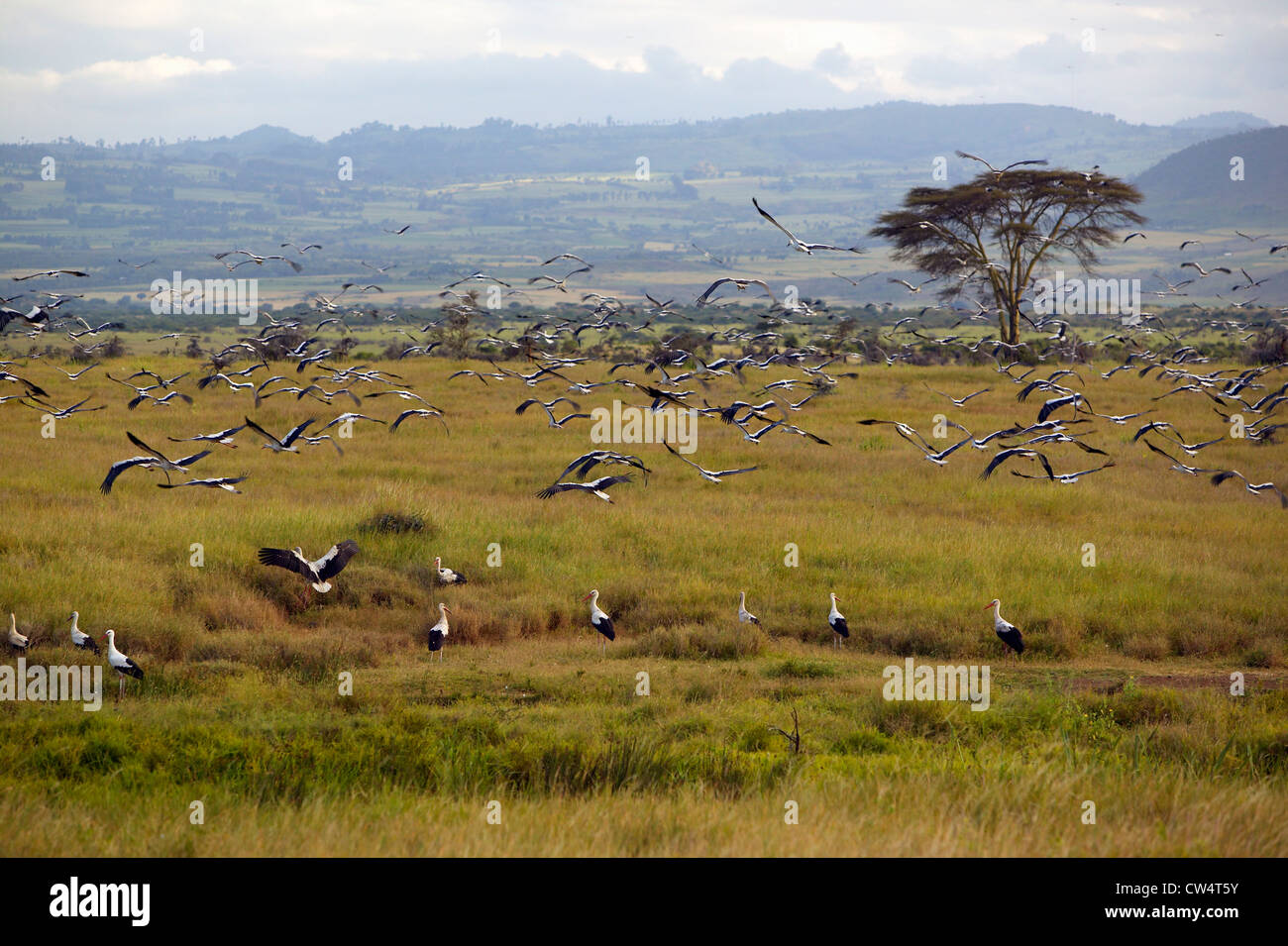 European storks flying near Acacia Tree in Lewa Conservancy, Kenya ...