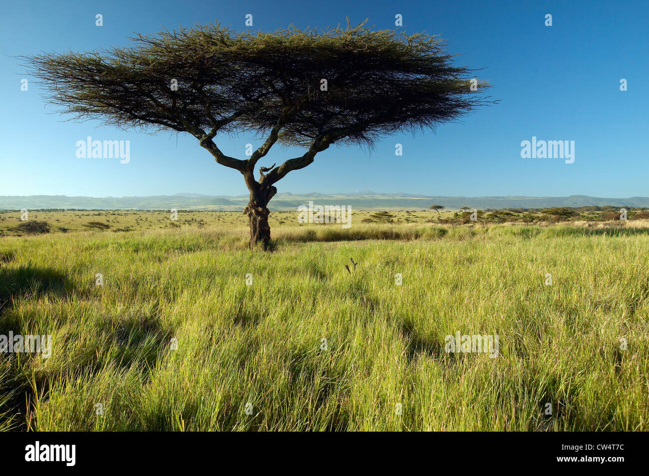 Mount Kenya and lone Acacia Tree at Lewa Conservancy, Kenya, Africa ...