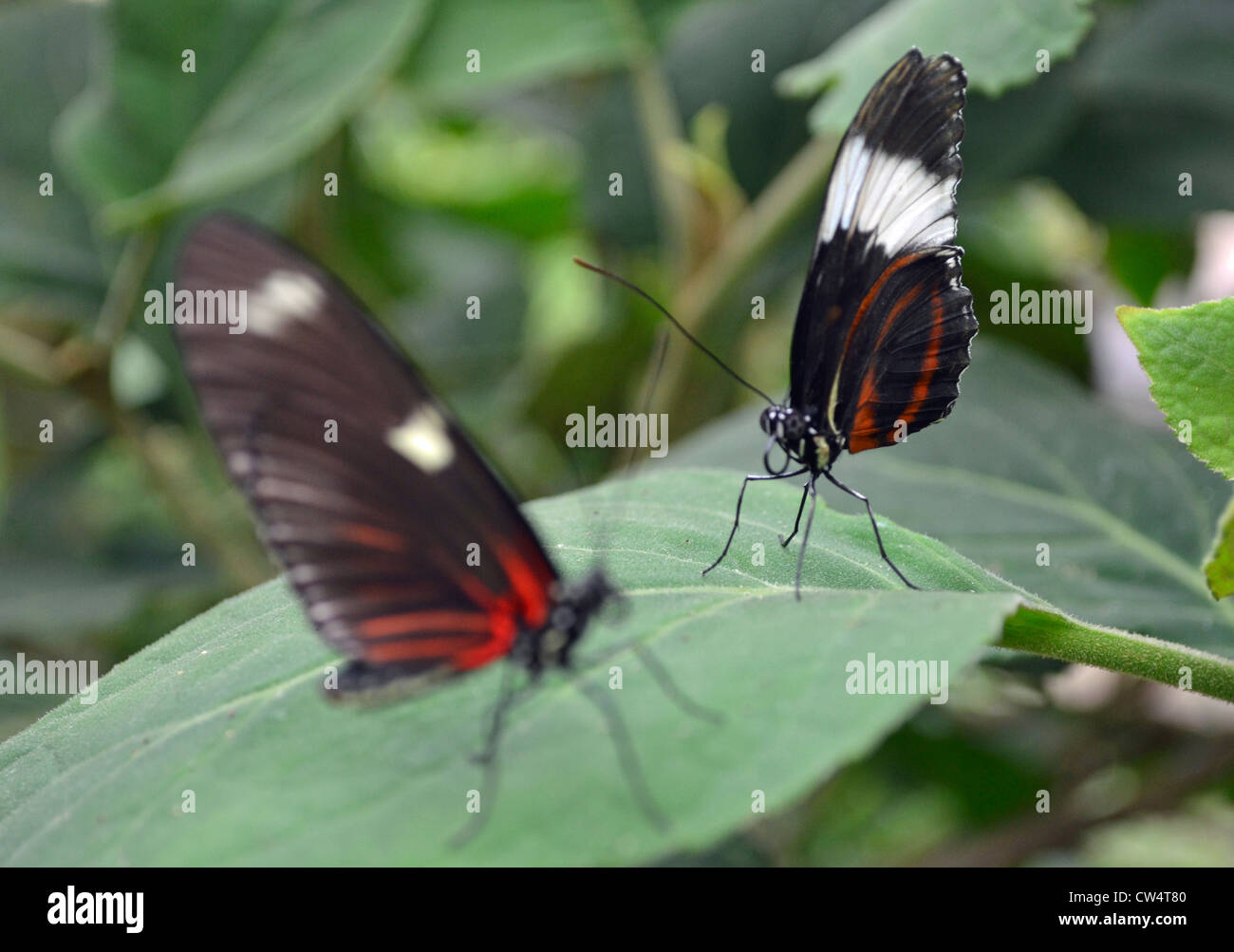 Postman butterflies hi-res stock photography and images - Alamy