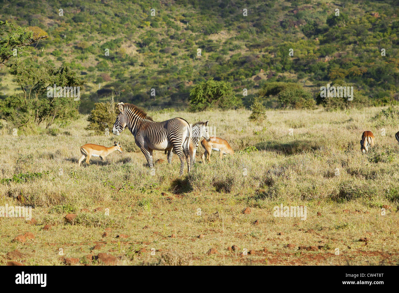 Zebra and impala hi-res stock photography and images - Alamy
