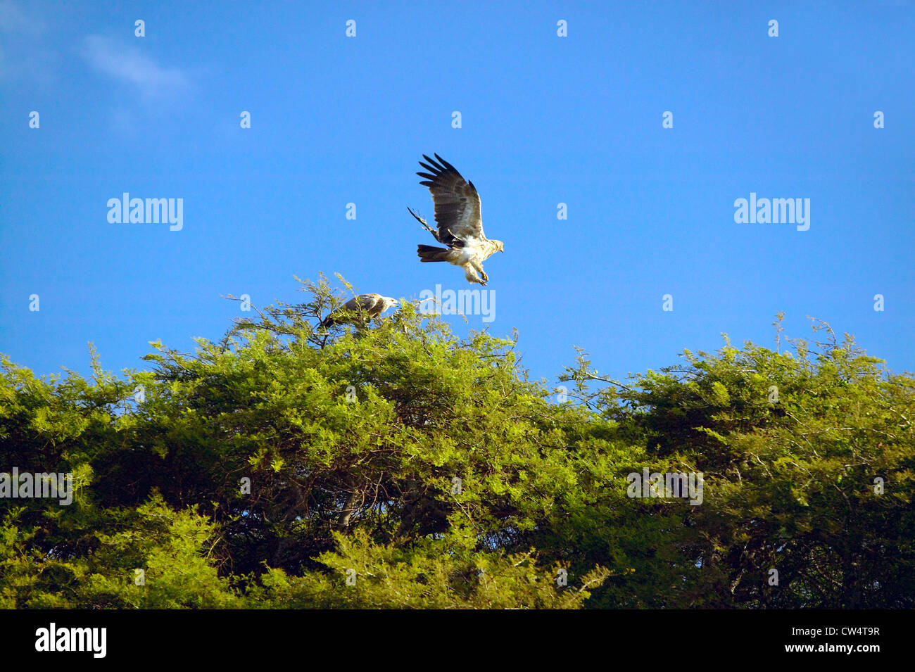 African Fish Eagle flying from tree at Lewa Conservancy, Kenya, Africa ...