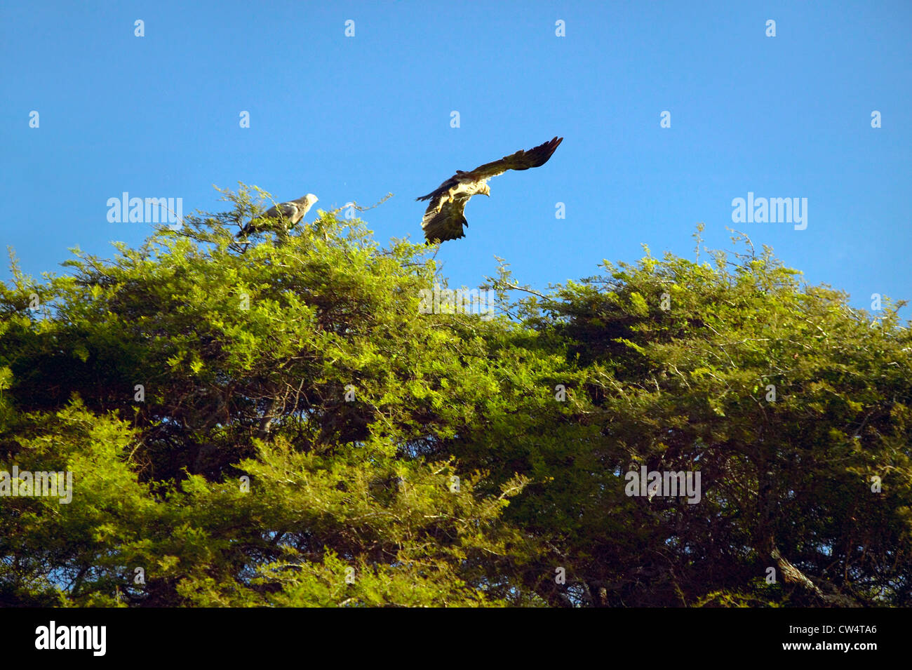 African Fish Eagle flying from tree at Lewa Conservancy, Kenya, Africa ...