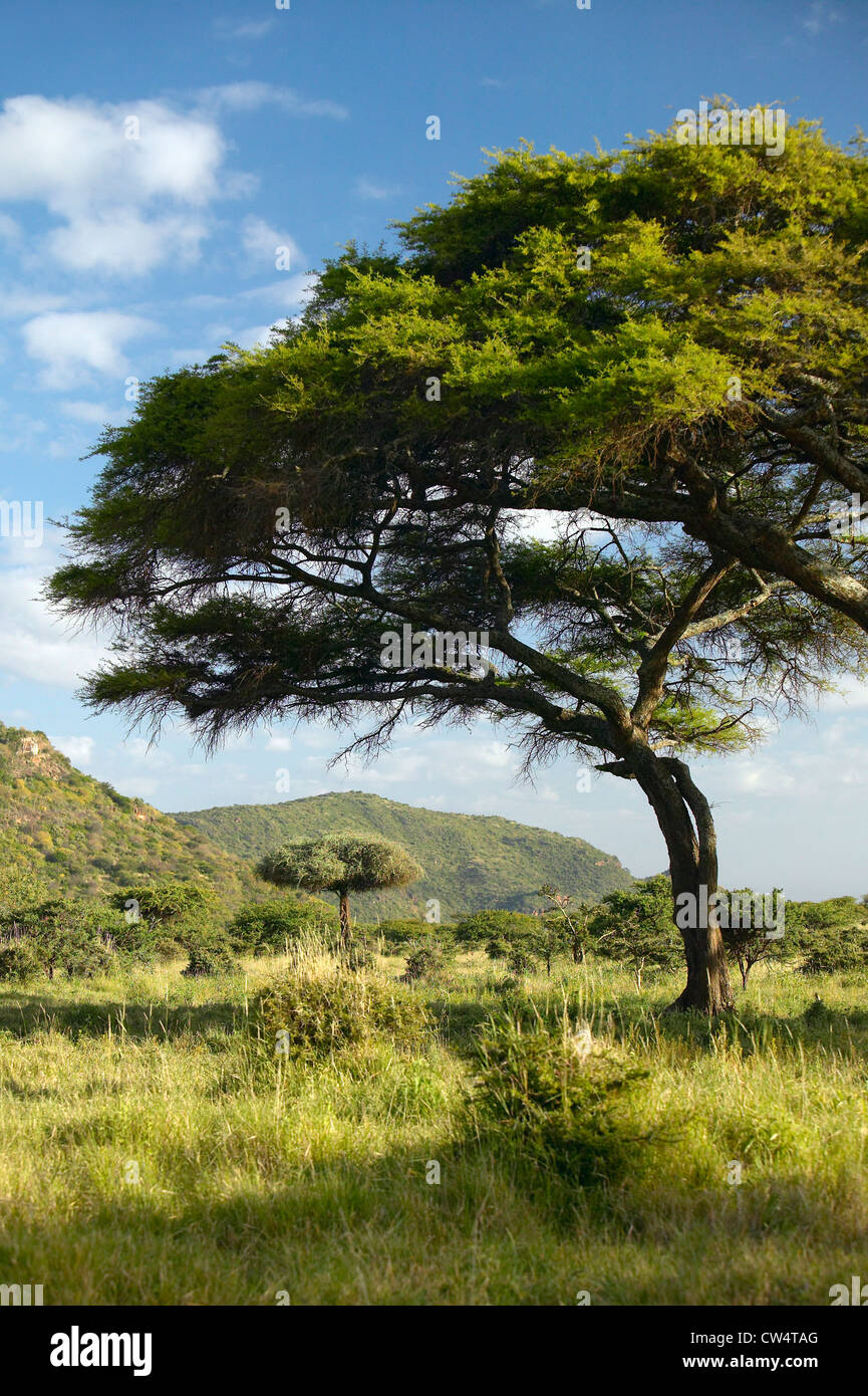 Mount Kenya and lone Acacia Tree at Lewa Conservancy, Kenya, Africa ...