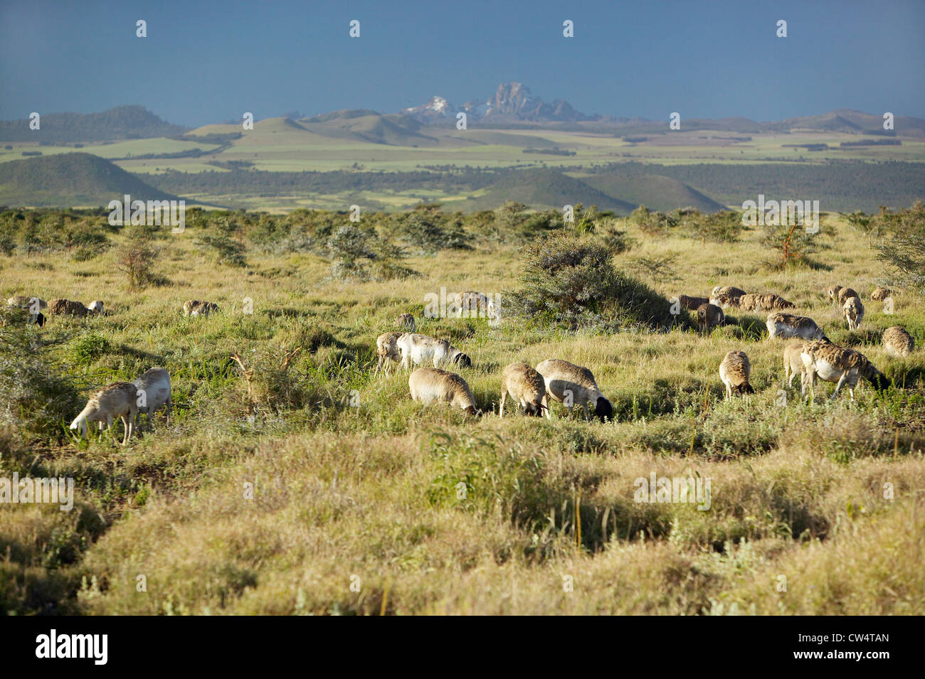 Mount kenya wildlife conservancy hi-res stock photography and images ...