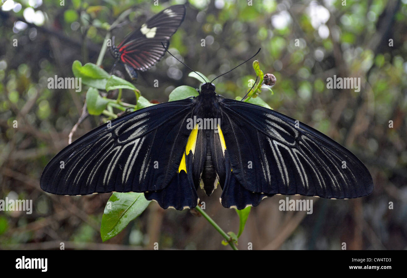 Golden Birdwing Butterfly High Resolution Stock Photography and Images ...