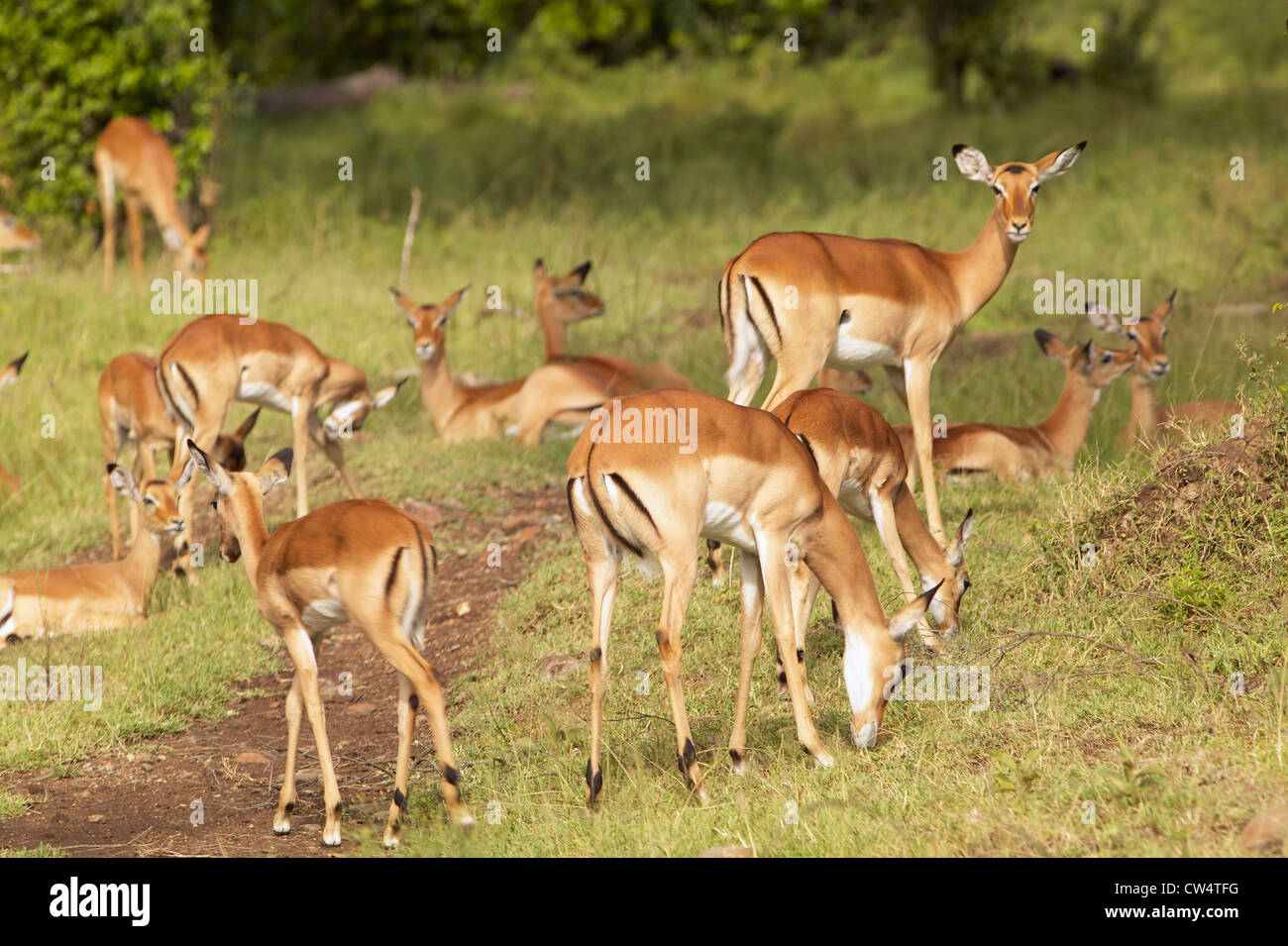 Impala at Masai Mara near Little Governor's camp in Kenya, Africa Stock ...