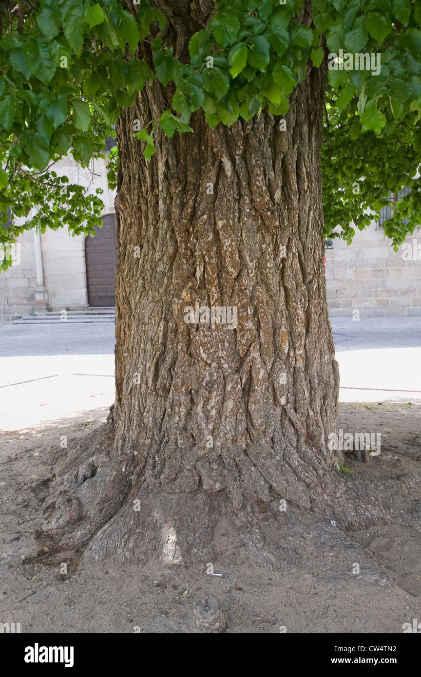 Close up of bark of old tree in town center of Avila Spain, an old ...