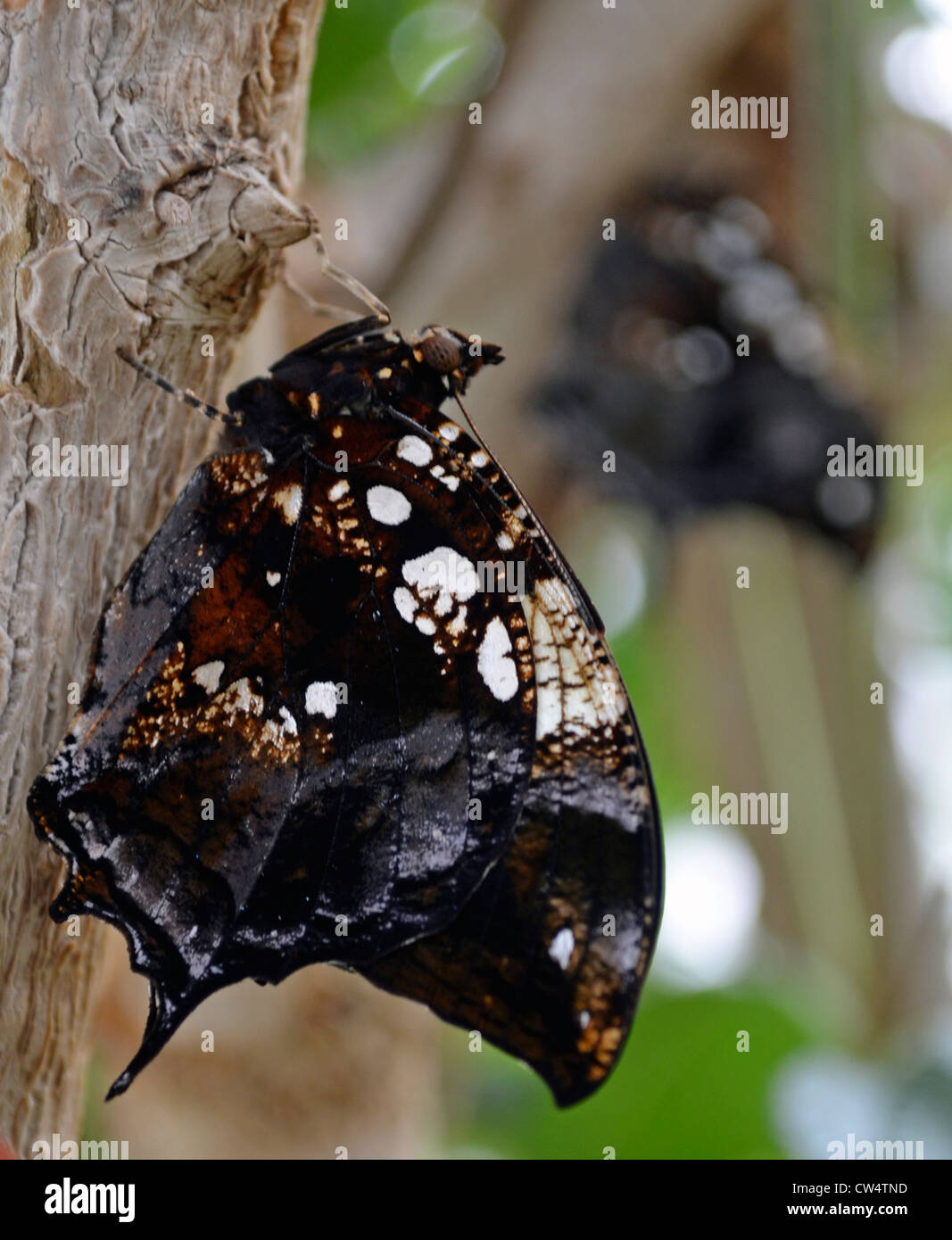 Leafwing hi-res stock photography and images - Alamy