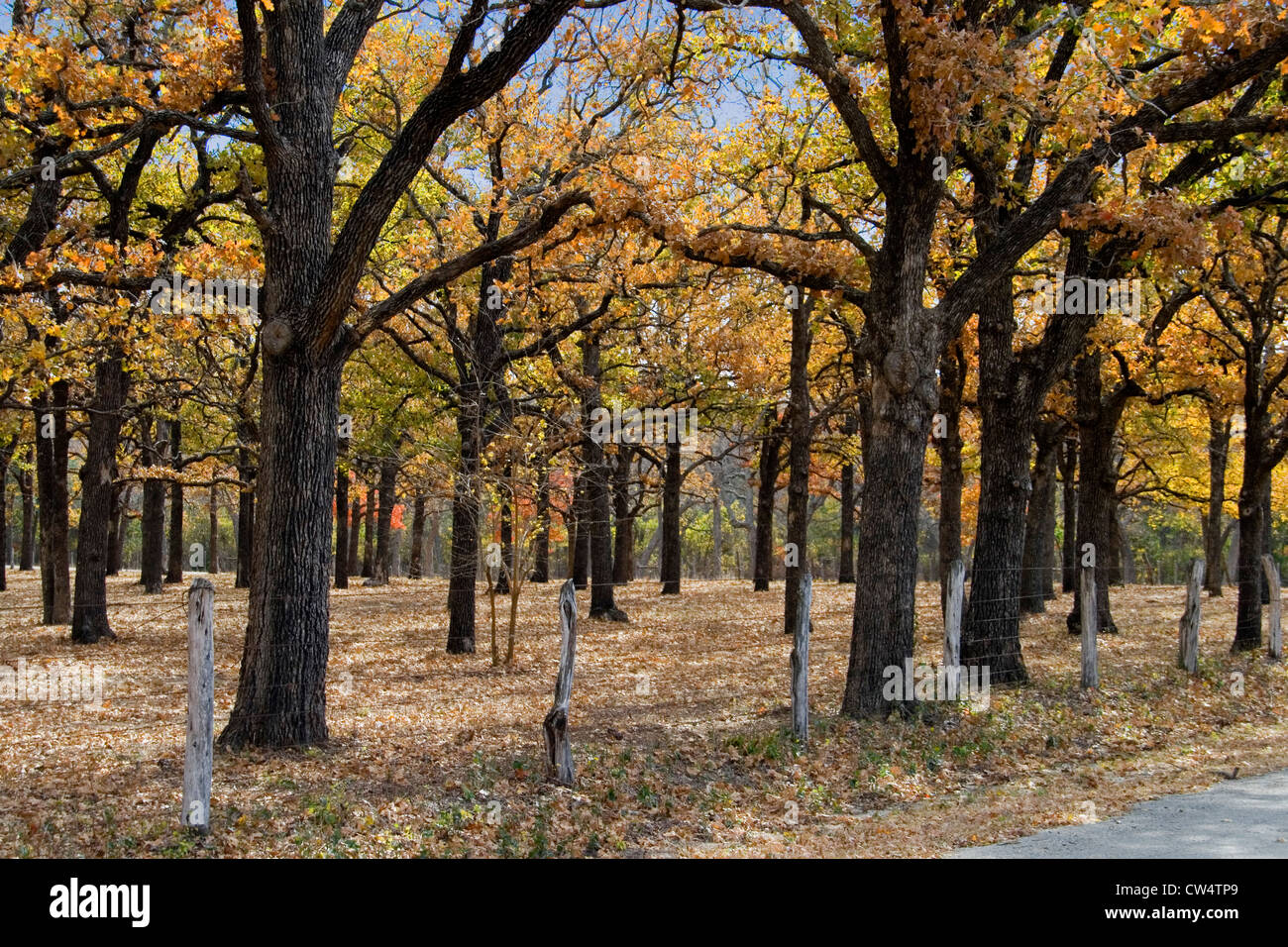 Fall Colors, Autumn Stock Photo - Alamy