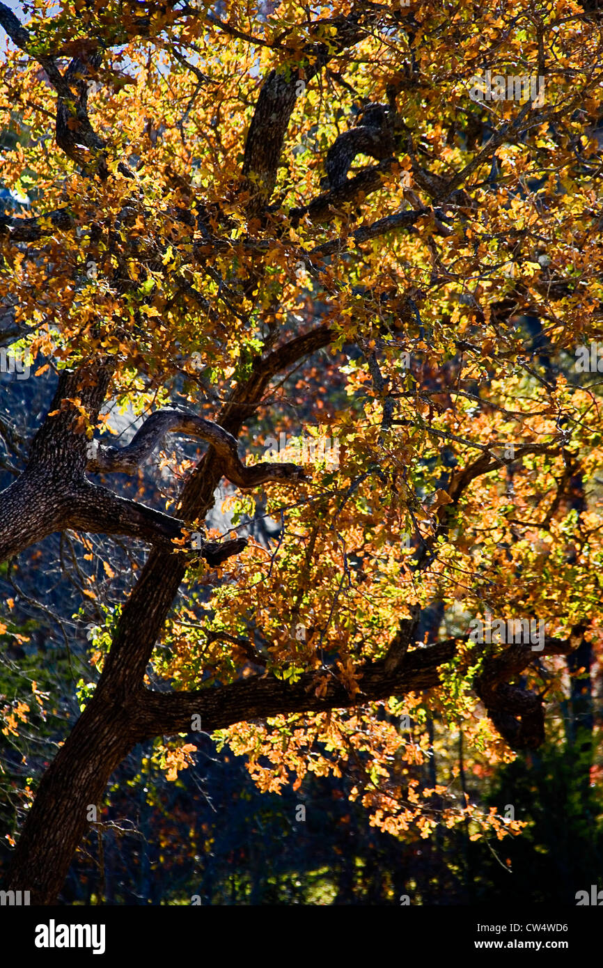 Fall Colors, Autumn Stock Photo - Alamy