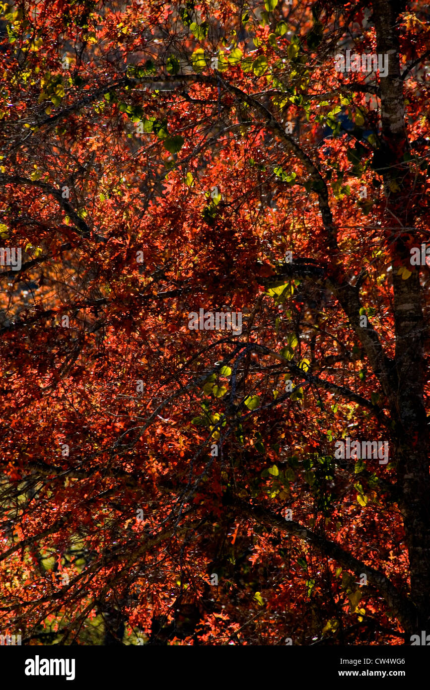 Fall Colors, Autumn Stock Photo - Alamy
