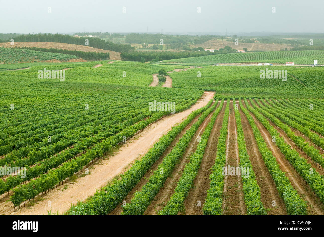 Fields of grape vineyards at Quintas da Vassala Vala Nova Vineyard in ...