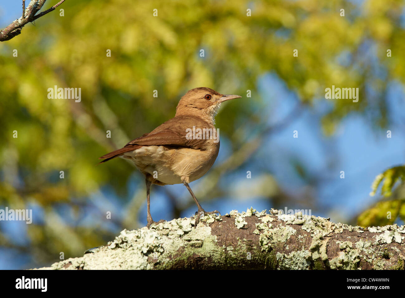 Rufous Hornero - Ovenbird Stock Photo - Alamy