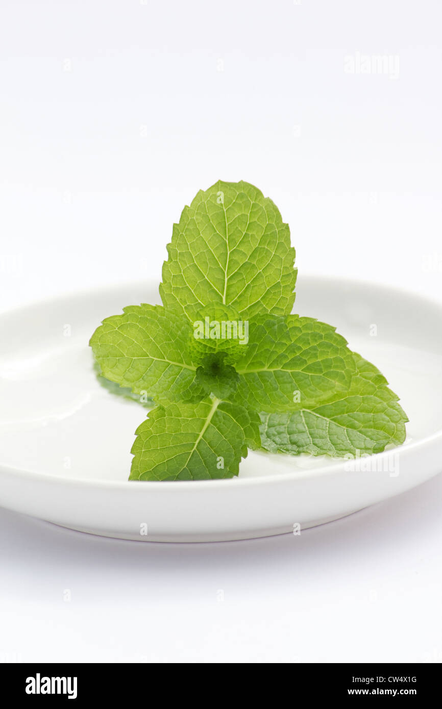 Mint sprig on a white dish with water Stock Photo - Alamy
