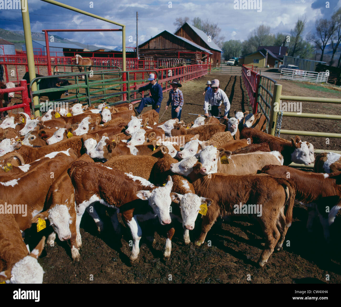 MOVING 200 LB. CALVES COLORADO Stock Photo - Alamy