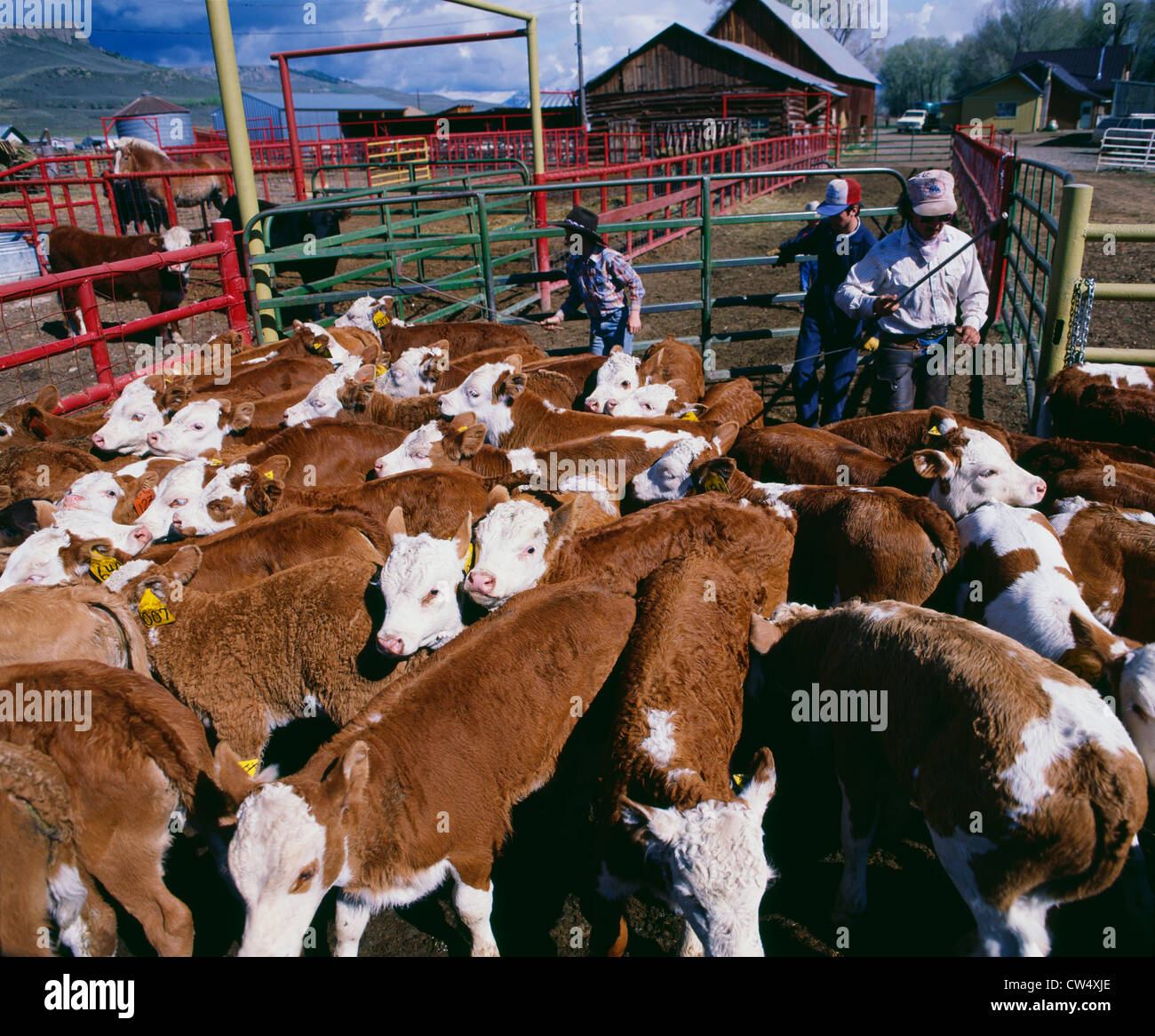 Rancher moving cattle hi-res stock photography and images - Alamy
