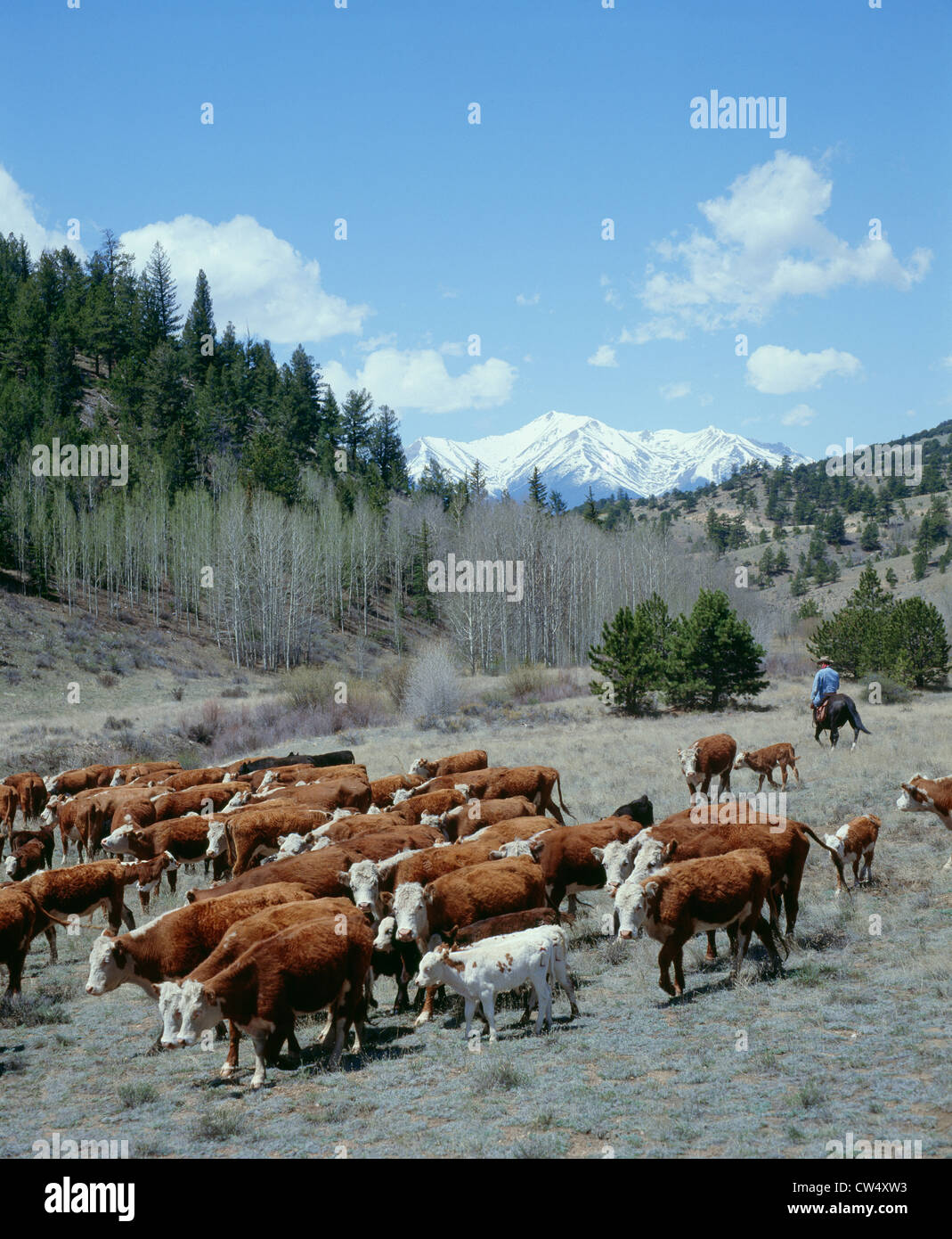 MOVING COW CALF HERD / COLORADO Stock Photo - Alamy