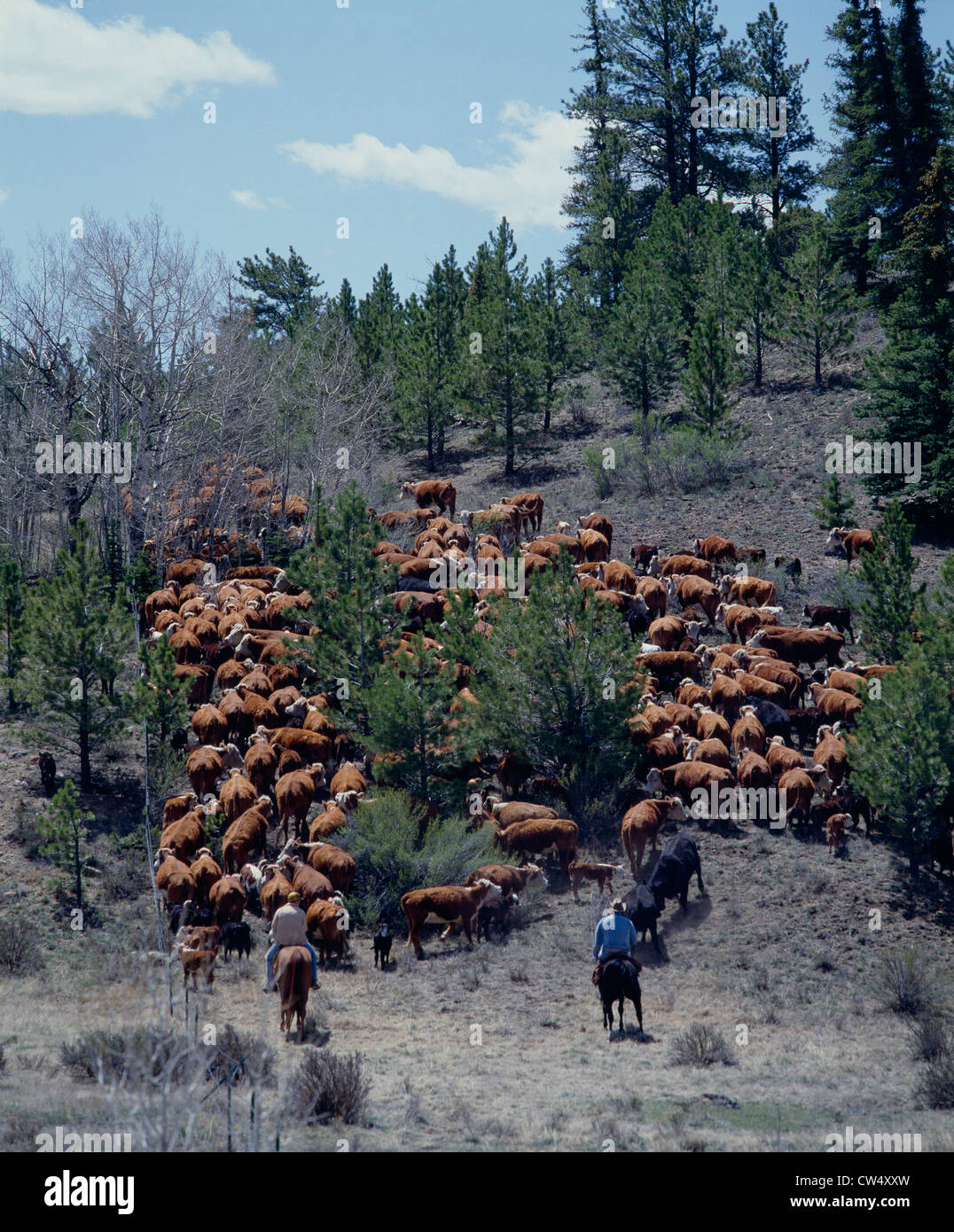MOVING COW CALF HERD / COLORADO Stock Photo - Alamy