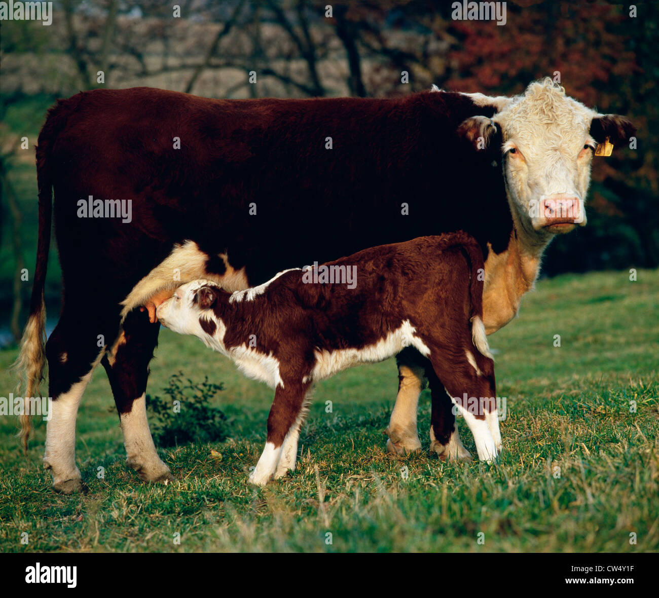 POLLED HEREFORD COW & CALF LITITZ, PENNSYLVANIA Stock Photo - Alamy