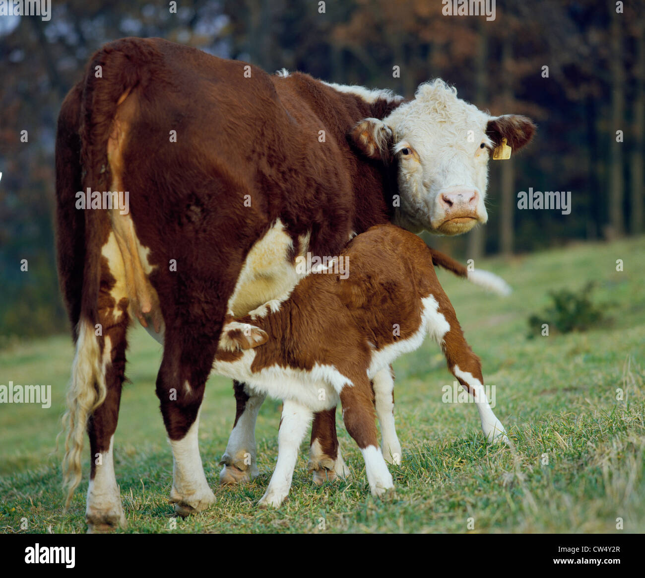 Hereford cattle mother calf cow hi-res stock photography and images - Alamy