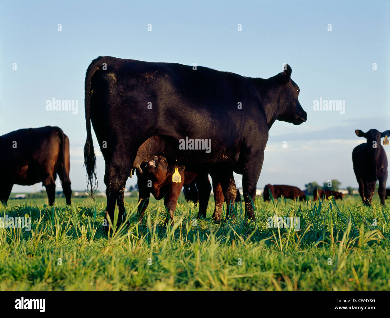 Anjou angus calf hi-res stock photography and images - Alamy