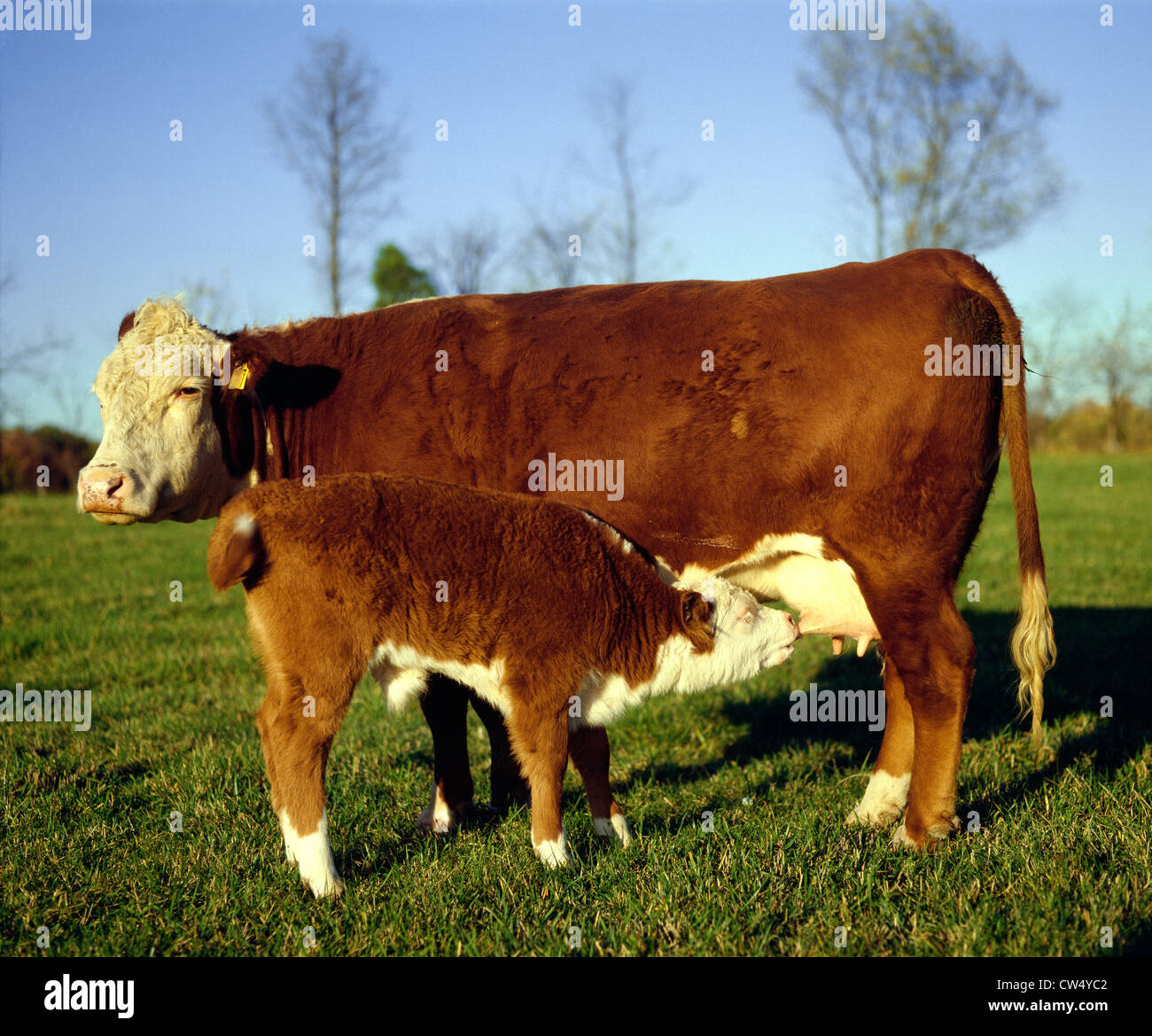 Hereford bull profile hi-res stock photography and images - Alamy