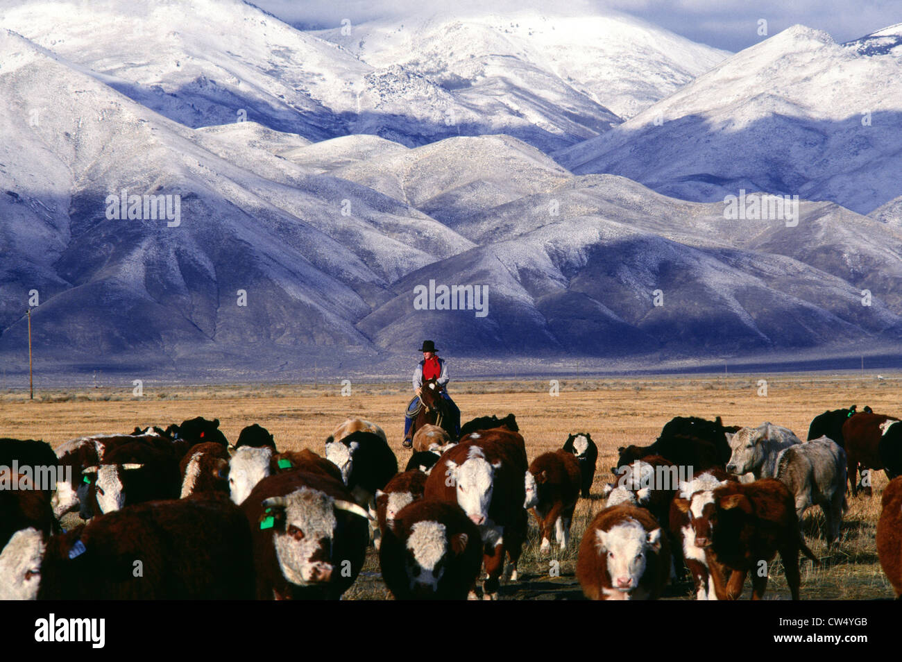 Cowgirl herding cattle hi-res stock photography and images - Alamy