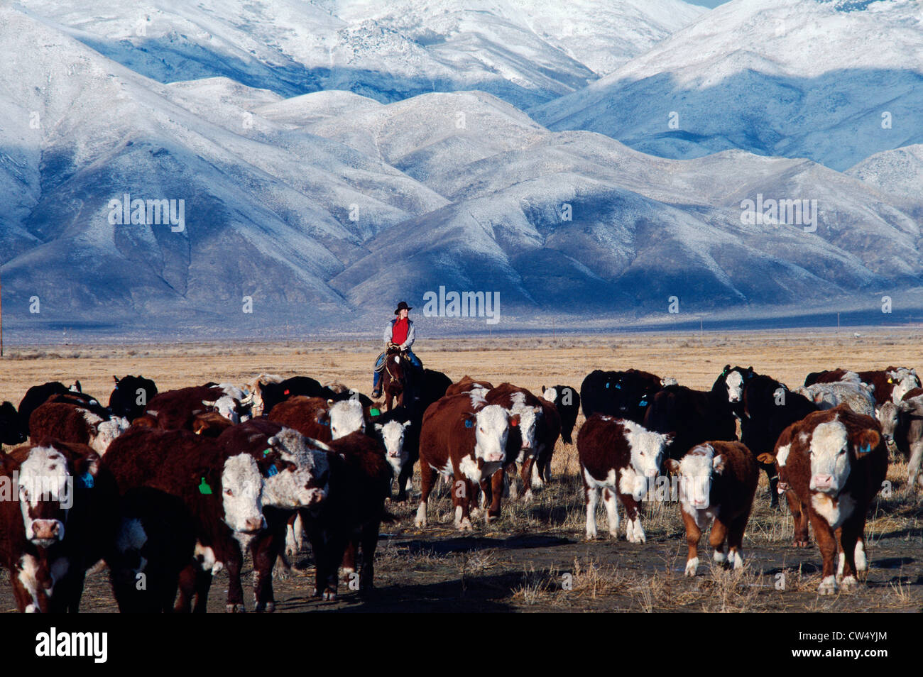Cowgirl herding cattle hi-res stock photography and images - Alamy