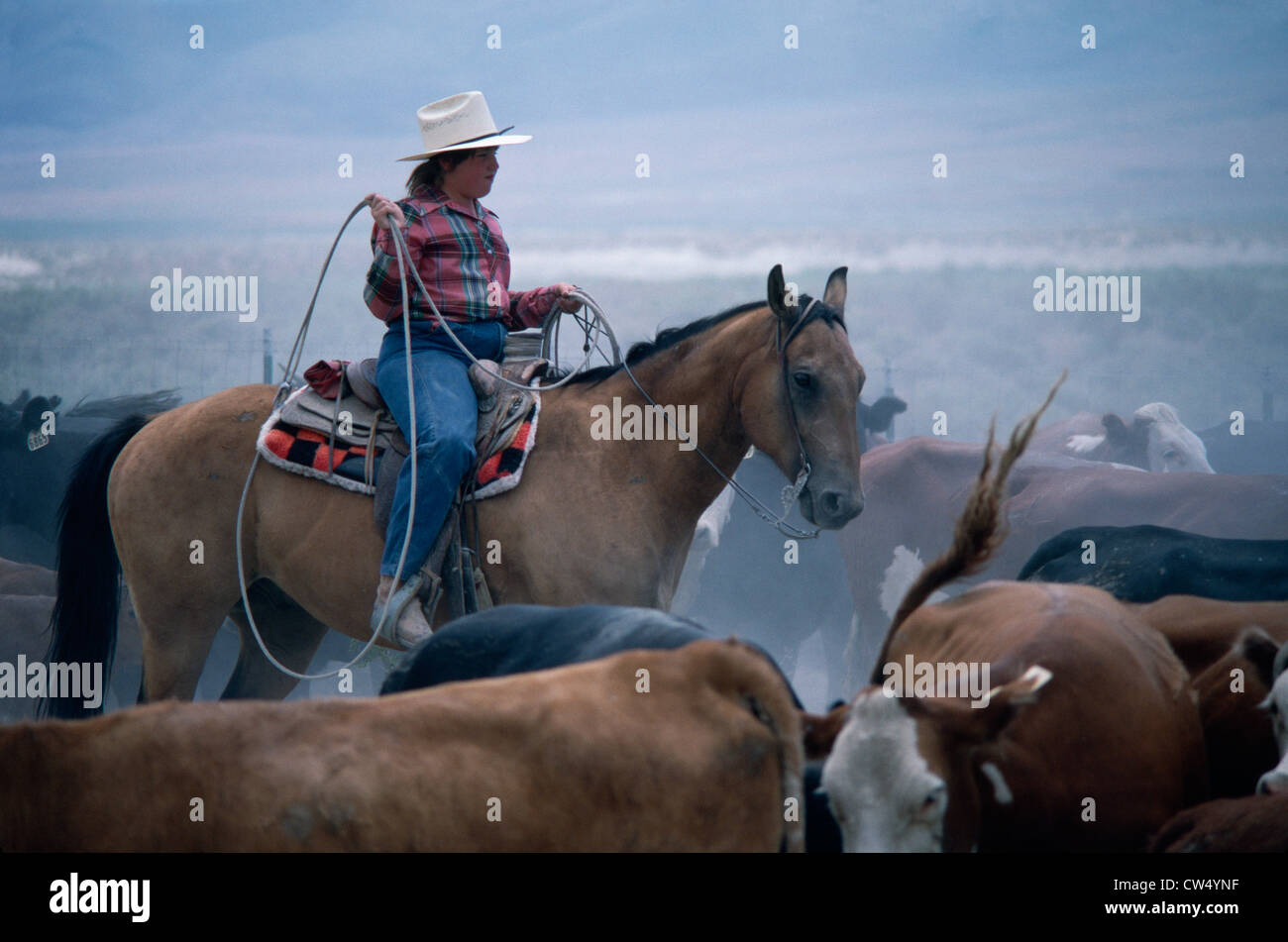 Cowgirl herding cattle hi-res stock photography and images - Alamy