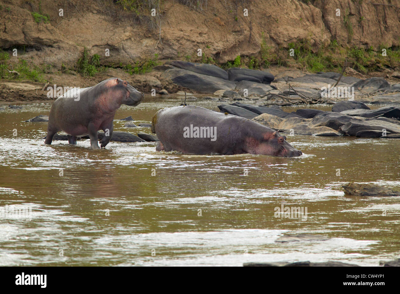Hippopotamuses in pool of water in Masai Mara near Little Governor's ...