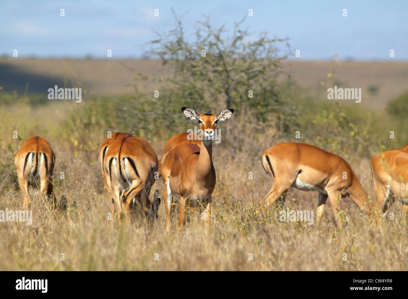 Impala looking into camera at Nairobi National Park, Nairobi, Kenya ...